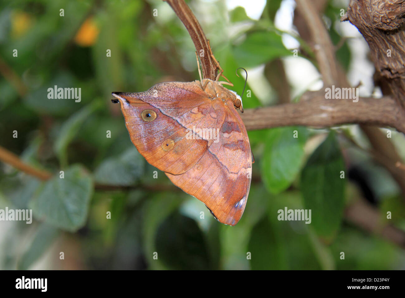 Tropical leafwing hi-res stock photography and images - Alamy