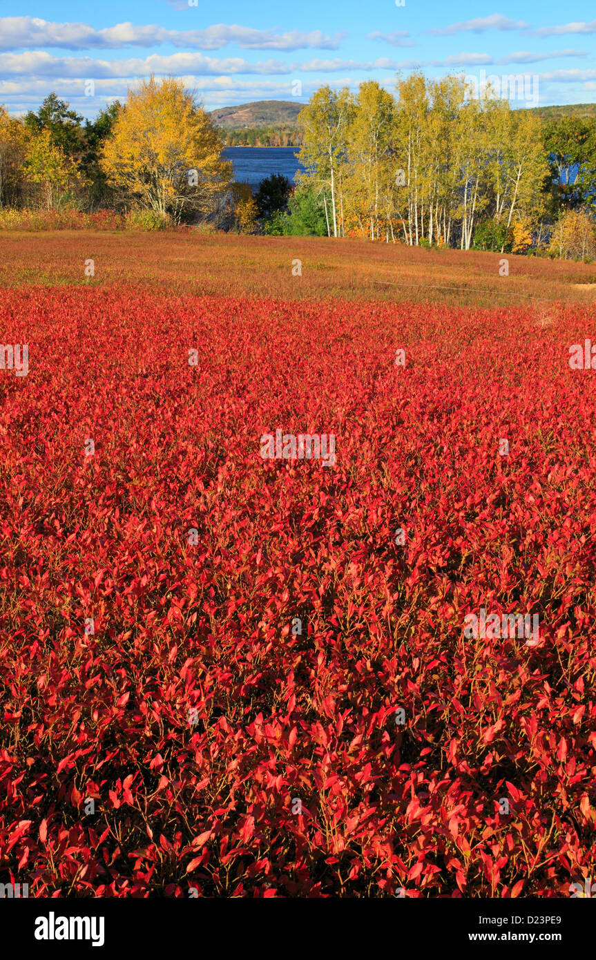 Blueberry Bald, Union, Maine, USA Stock Photo - Alamy