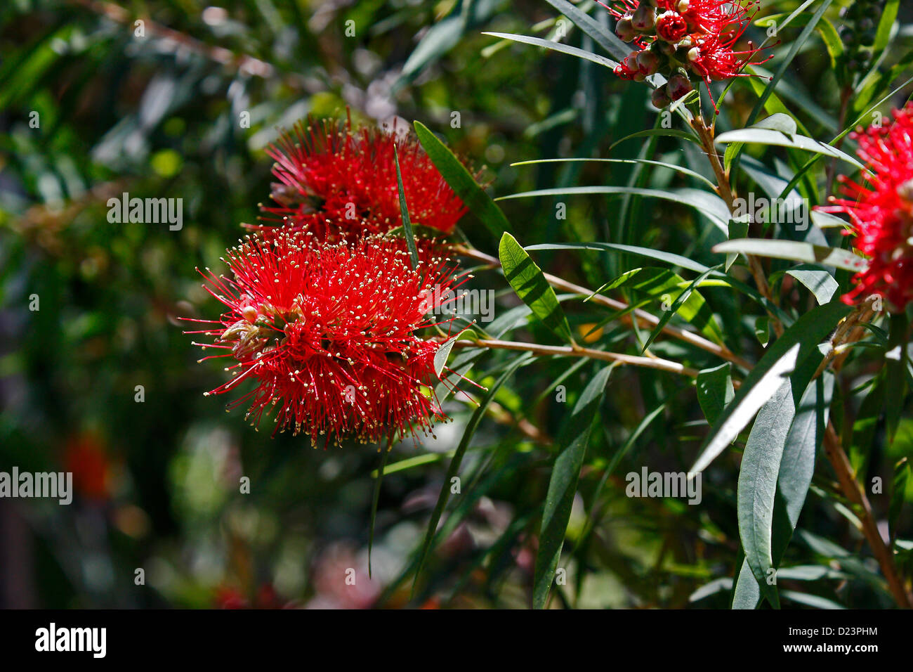 Bottlebrush flower Callistemon sp Stock Photo - Alamy