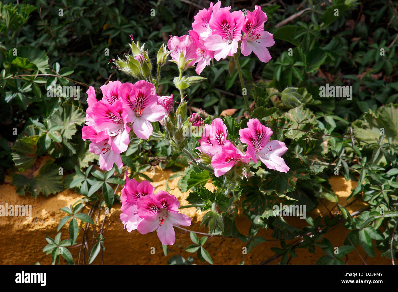 Geranium islands hi-res stock photography and images - Alamy