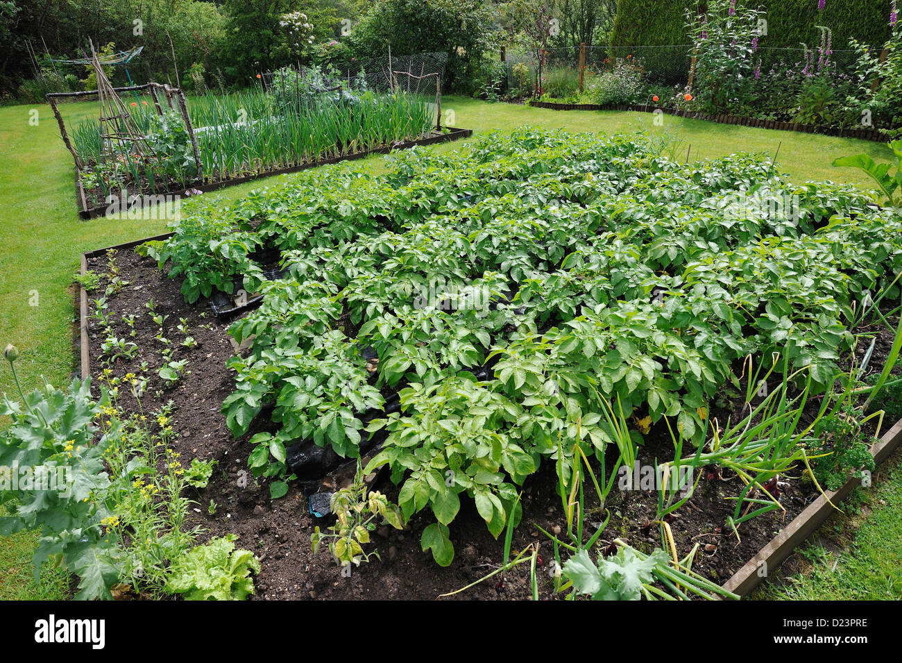 Land For Sale Potato Patch Arizona at Caitlyn Tooth blog