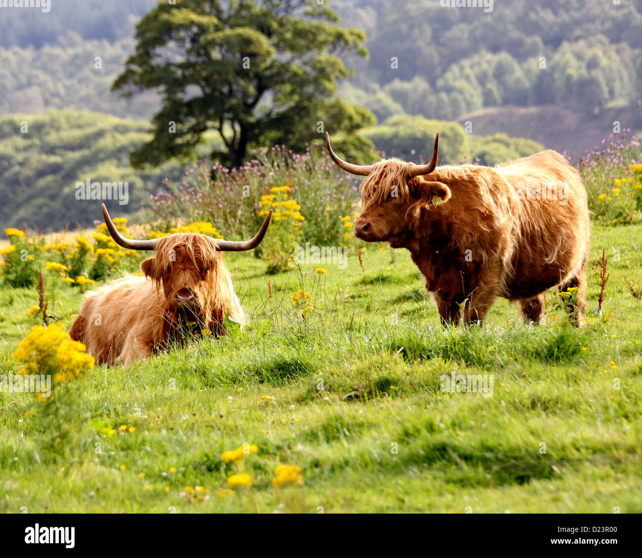 Highland cattle scotland hi-res stock photography and images - Alamy
