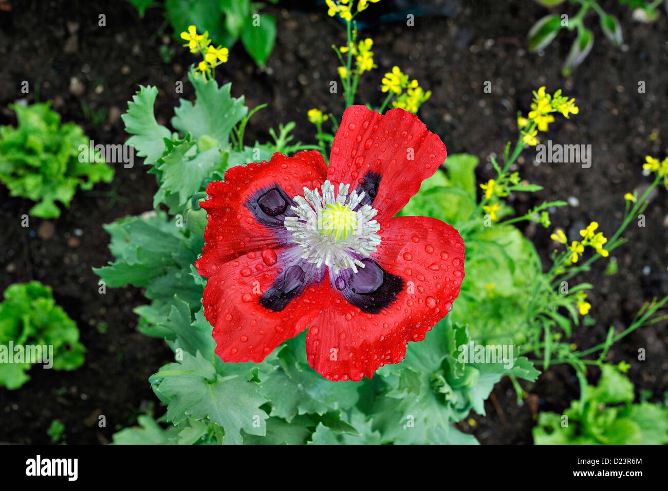 Brilliant red oriental poppy papaver orientalis at the edge of a ...