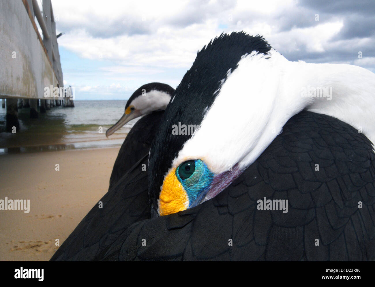 Pied cormorants on the beach near jetty, Tangalooma, Moreton Island ...
