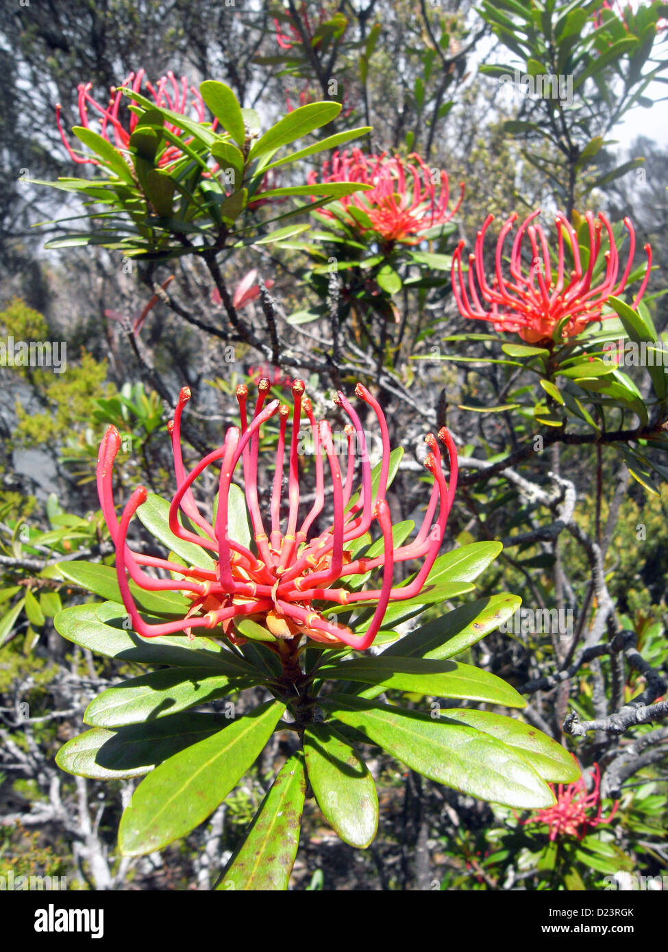 Tasmanian waratah (Telopea truncata) flowering at Lake St Clair, Cradle ...