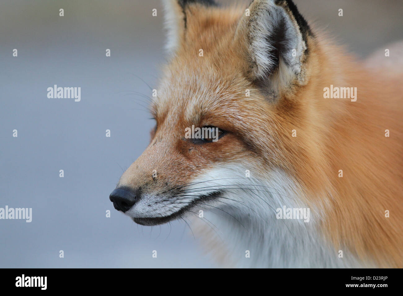 Wild red fox portrait Stock Photo - Alamy