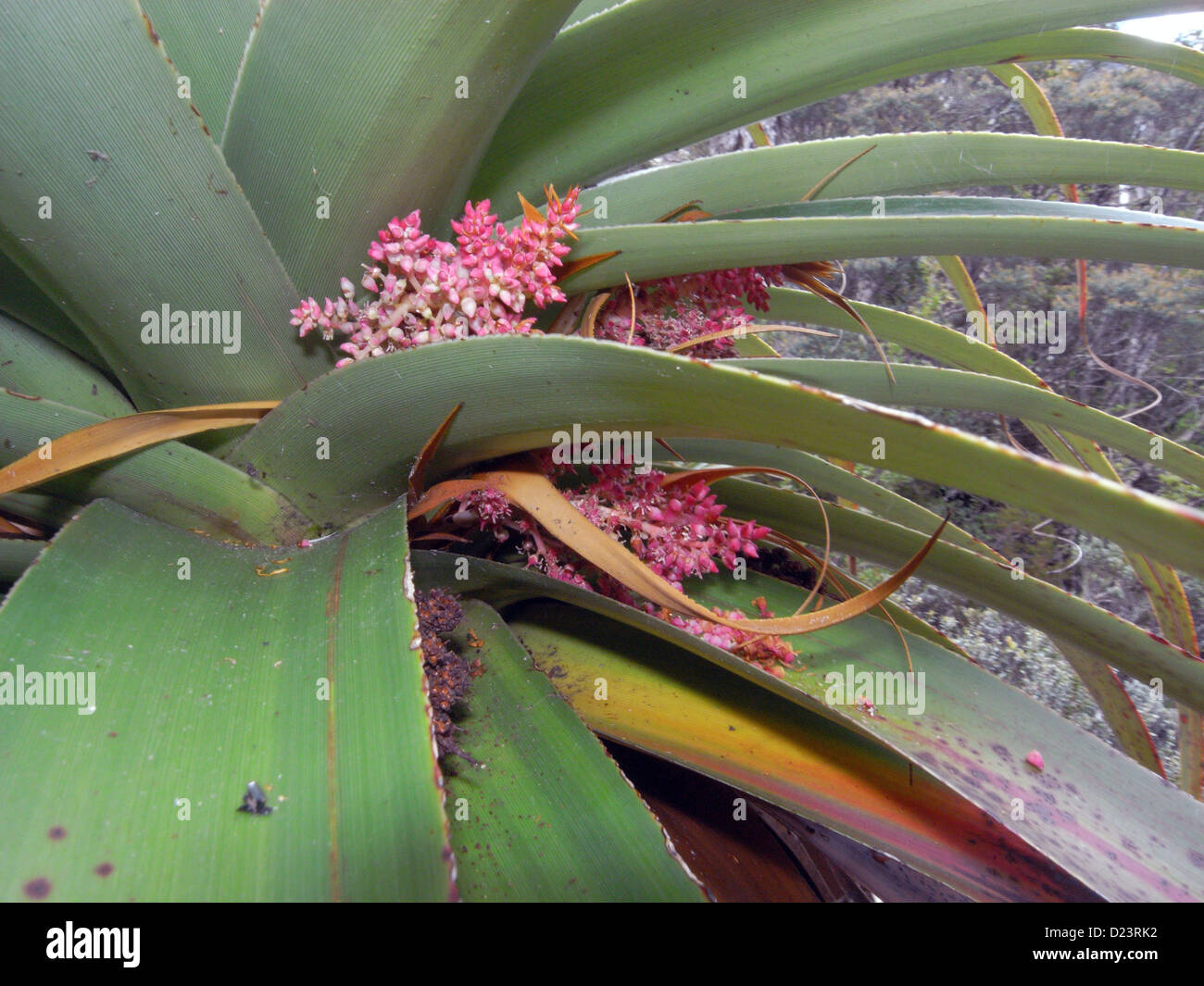 Tasmanian pandani plant hi-res stock photography and images - Alamy