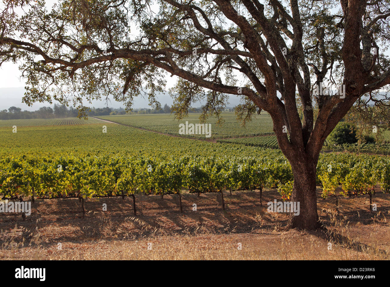 Napa valley vineyards with oak tree Stock Photo - Alamy