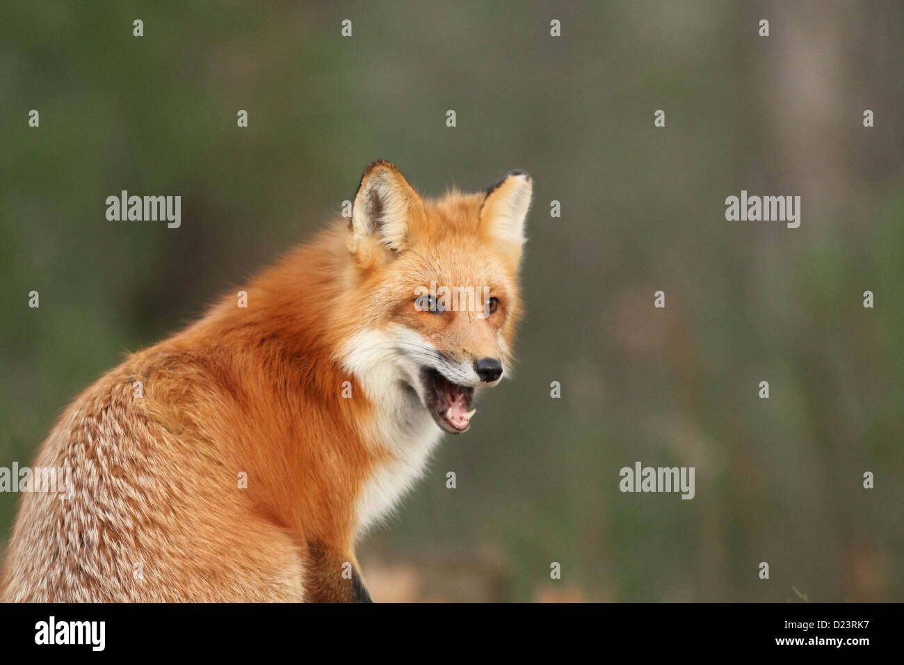 Tired red fox in autumn Stock Photo - Alamy