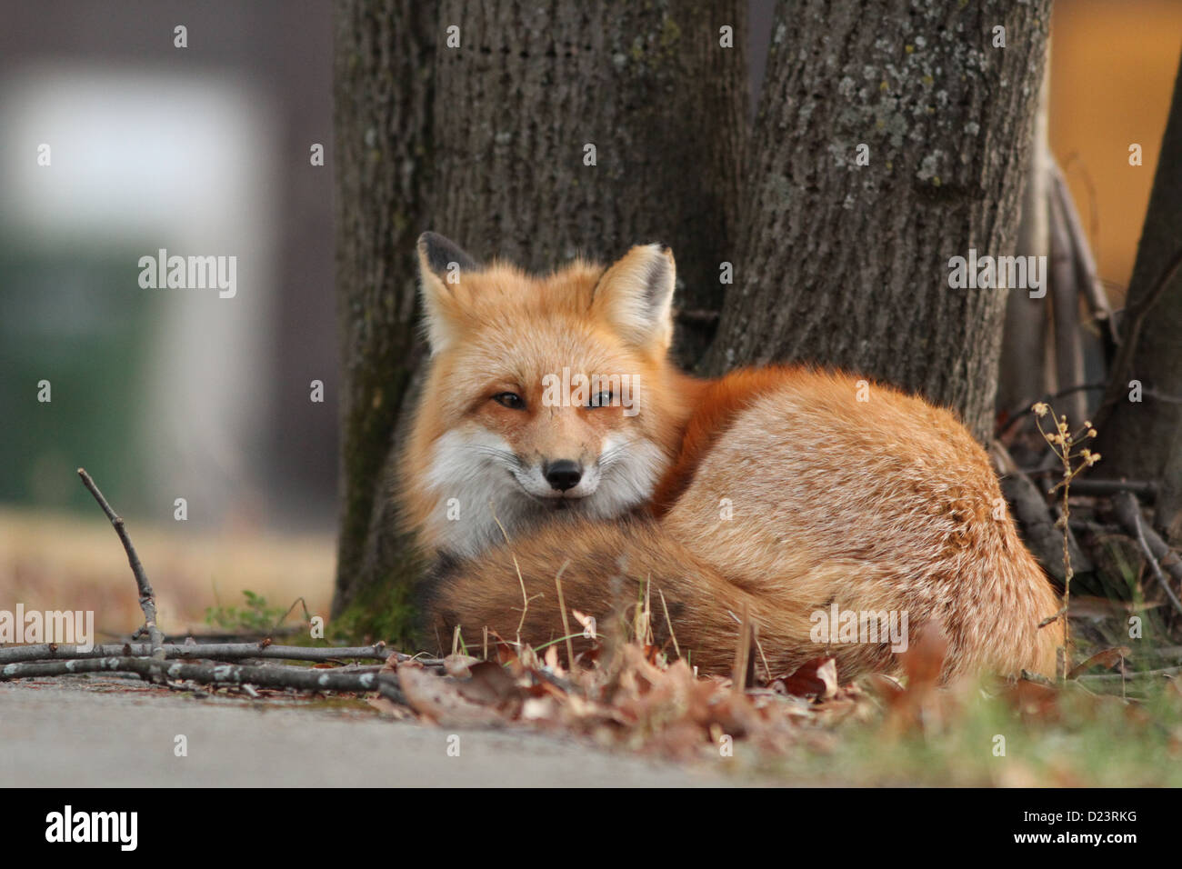 The Fat Fox High Resolution Stock Photography and Images - Alamy