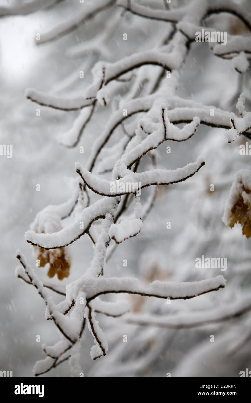 Snow falling on an oak tree branch Stock Photo - Alamy