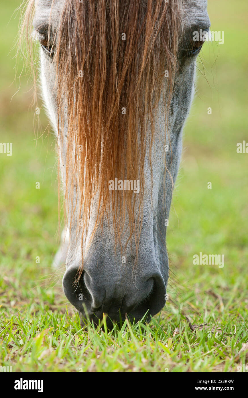 Close up of head of gray Andalusian mare with long forelock grazing ...