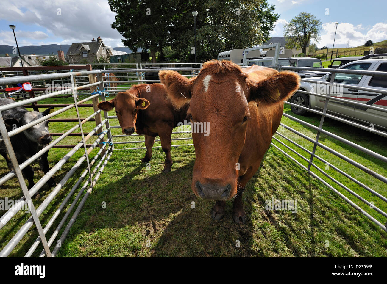 Limousin cows hi-res stock photography and images - Alamy