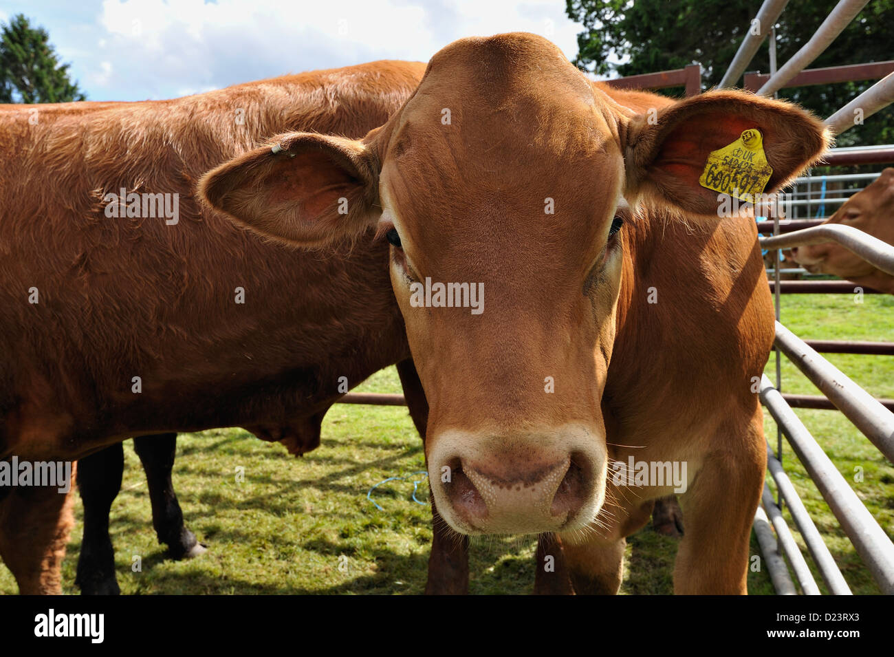 Limousin cows hi-res stock photography and images - Alamy