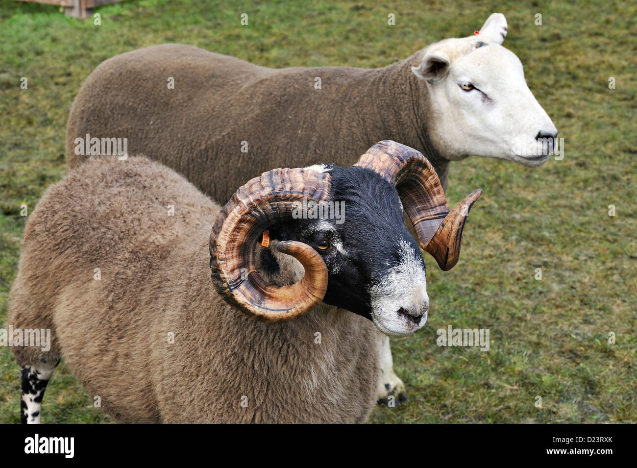 Cheviot and blackface rams at an agricultural show Stock Photo - Alamy