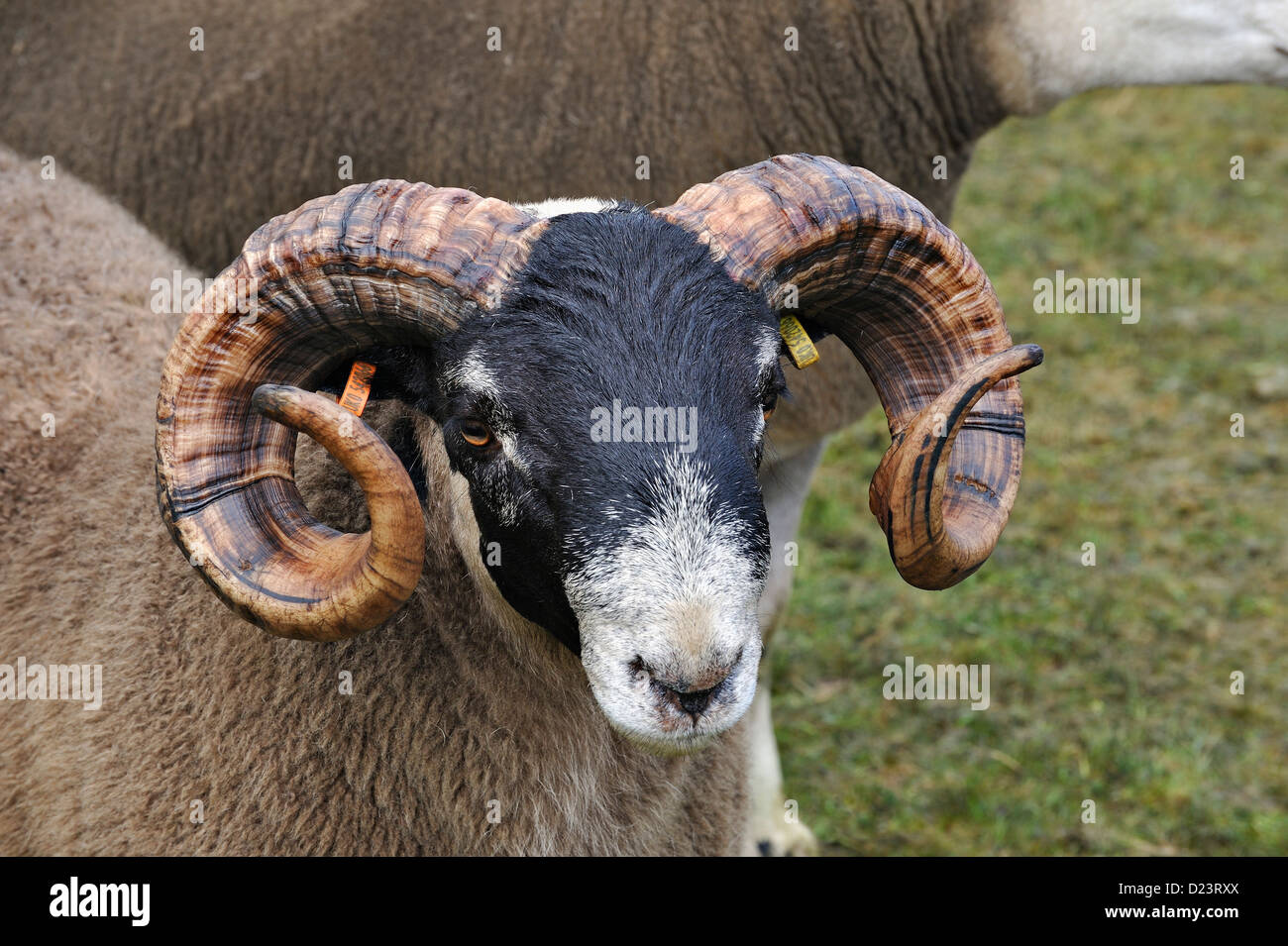 Blackface ram at an agricultural show Stock Photo - Alamy