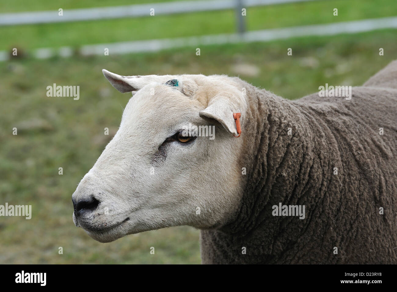 Cheviot sheep animal hi-res stock photography and images - Alamy