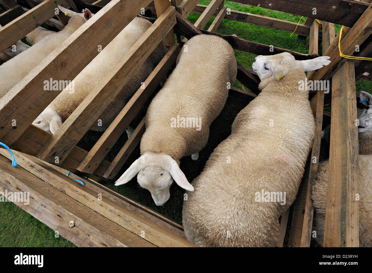 Cheviot sheep at an agricultural show Stock Photo - Alamy