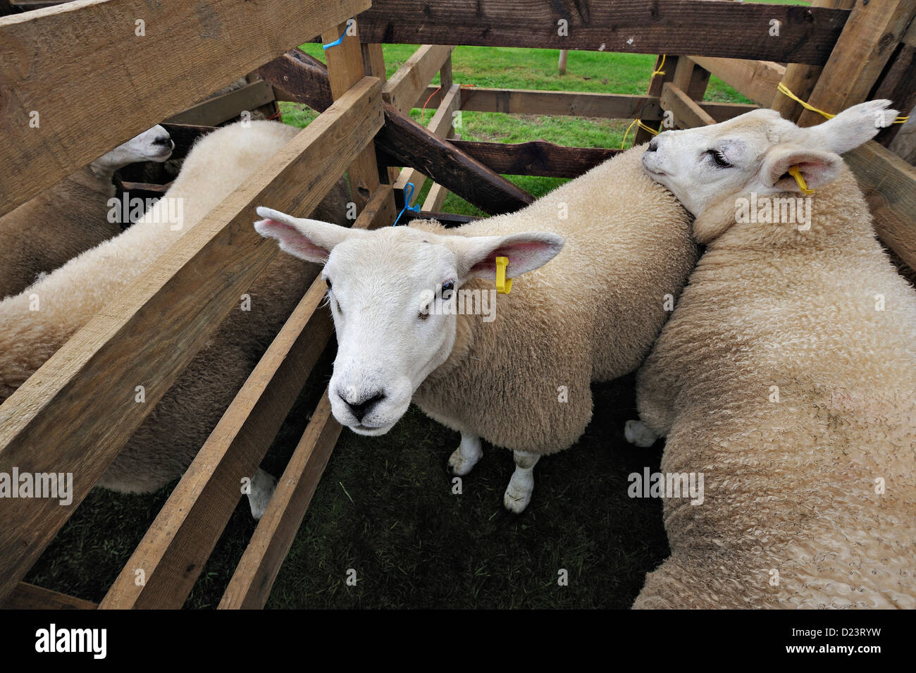 Cheviot sheep hi-res stock photography and images - Alamy