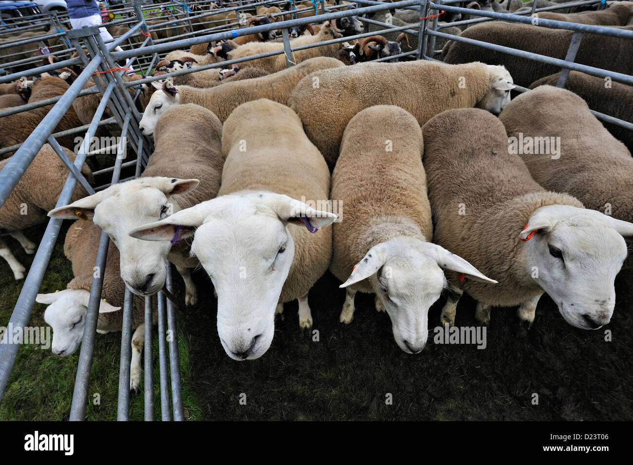 Cheviot sheep hi-res stock photography and images - Alamy