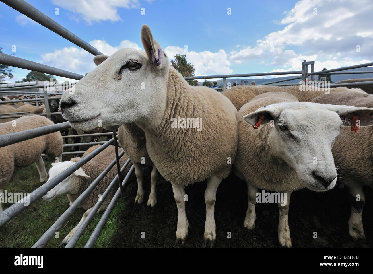 Cheviot sheep hi-res stock photography and images - Alamy