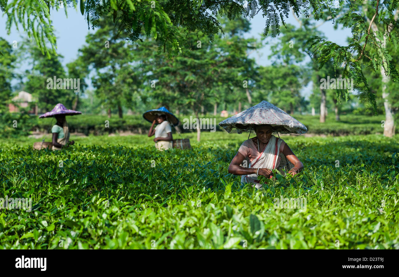 Tea leaf harvesters at work on a tea plantation in Jorhat, Assam, India ...