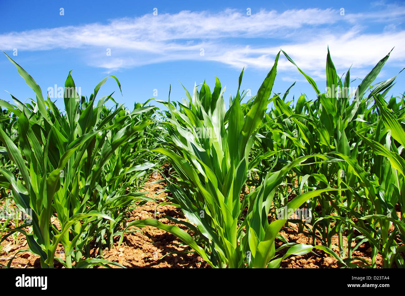Midwest cornfield hi-res stock photography and images - Alamy
