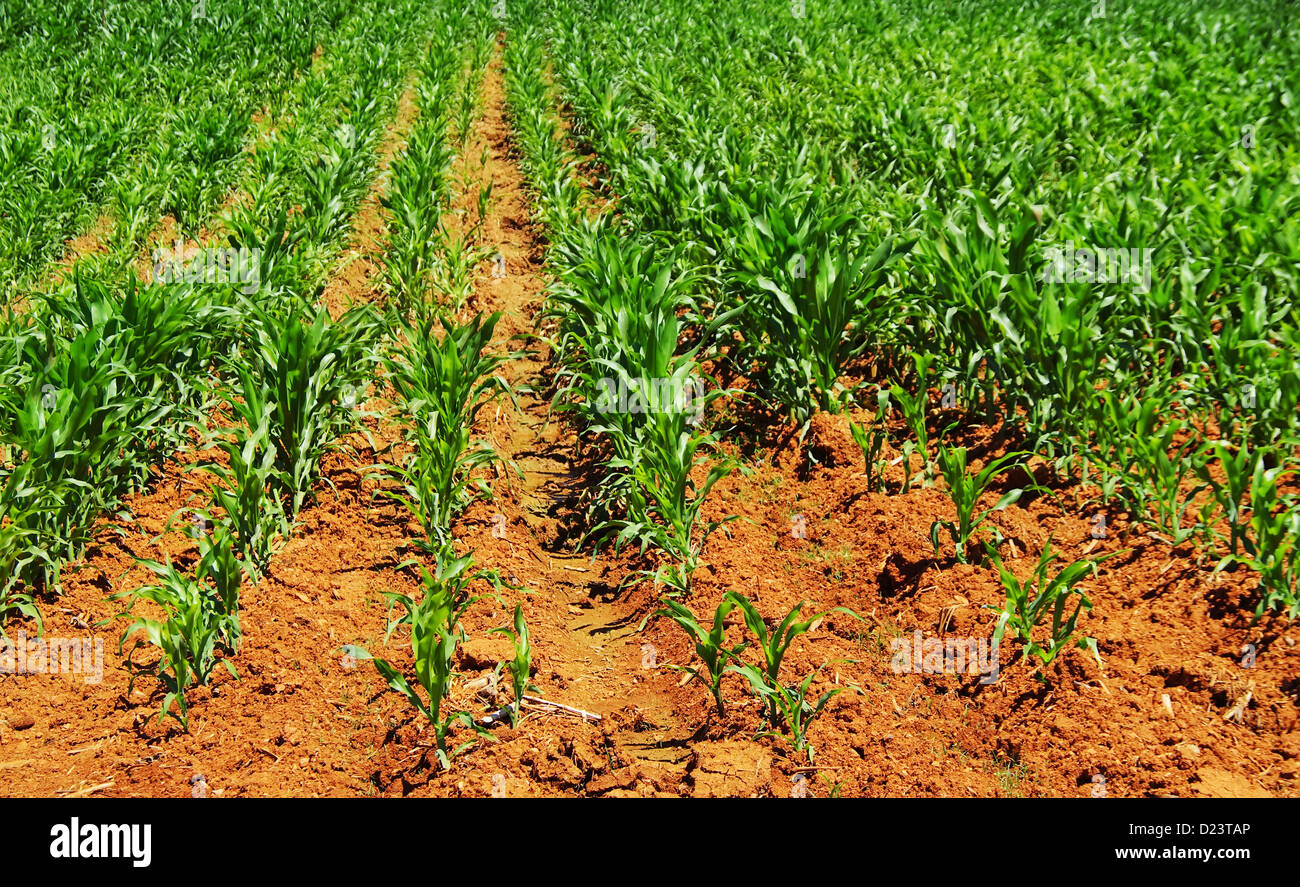 Farmer in seedling corn hi-res stock photography and images - Alamy