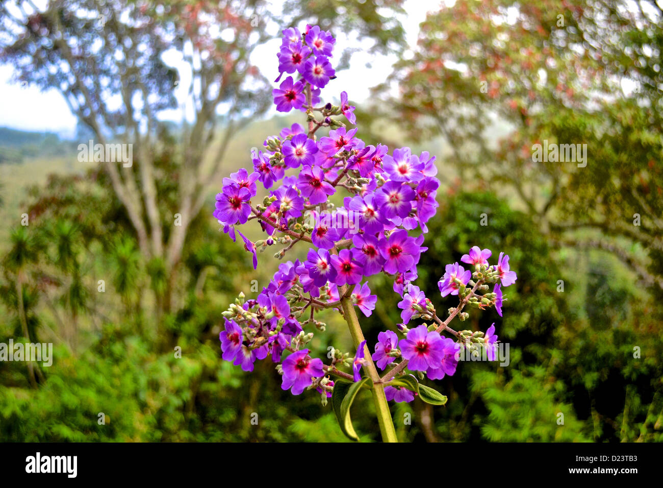 Costa rica orchid purple hi-res stock photography and images - Alamy