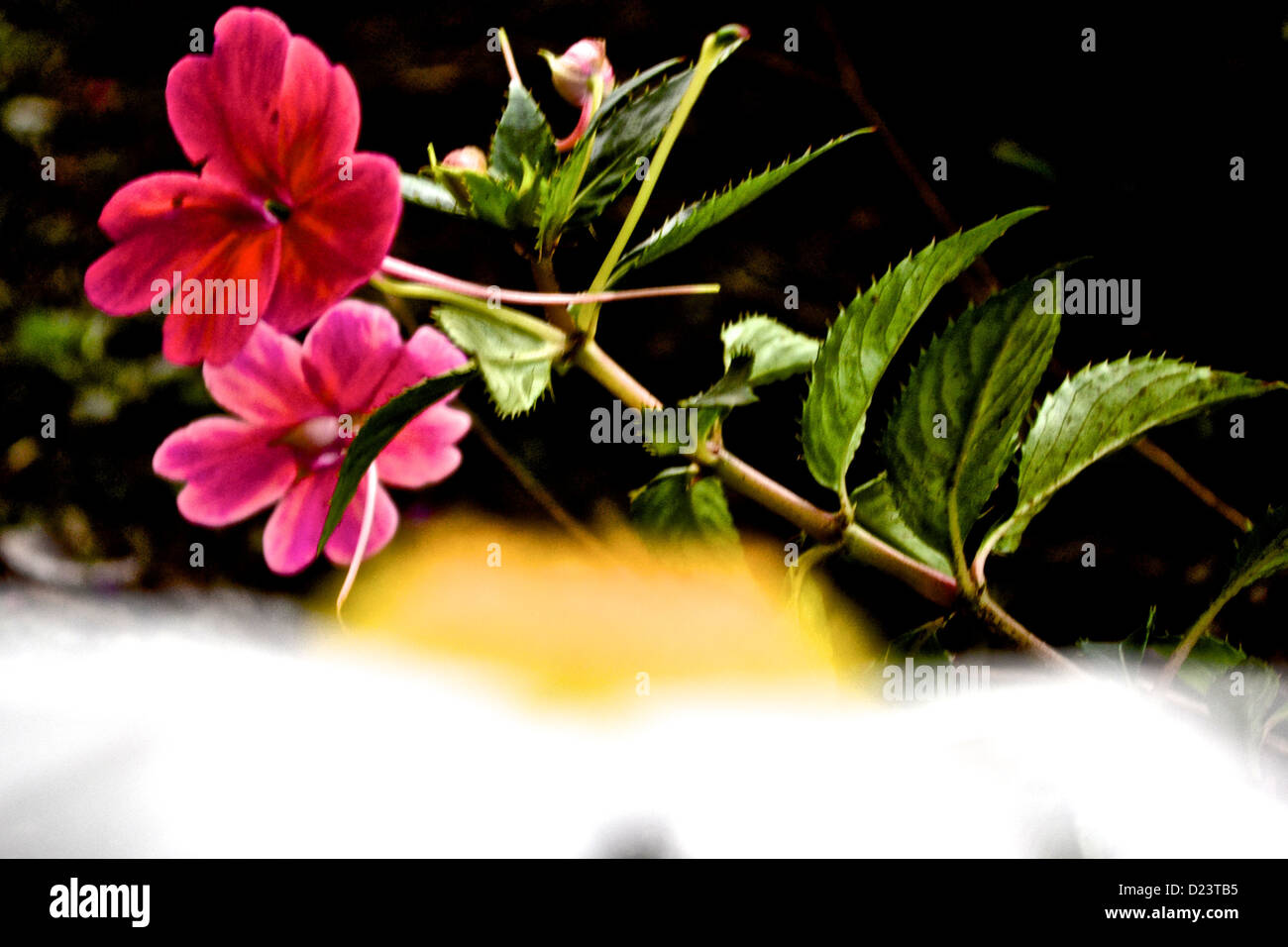 Contrast Flowers (Daisy and Orchid Stock Photo - Alamy