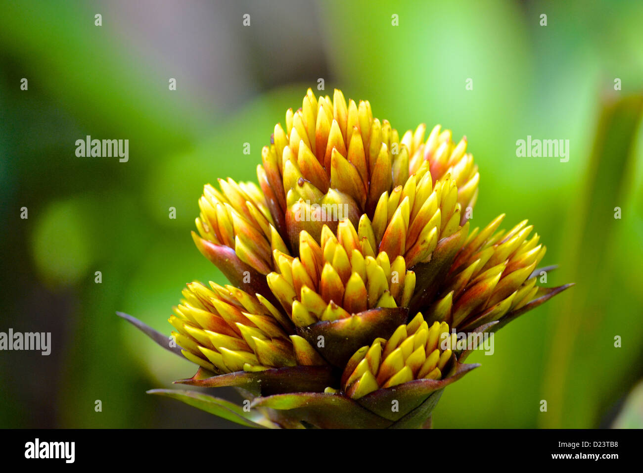 Orange Ginger Flower Buds Stock Photo - Alamy