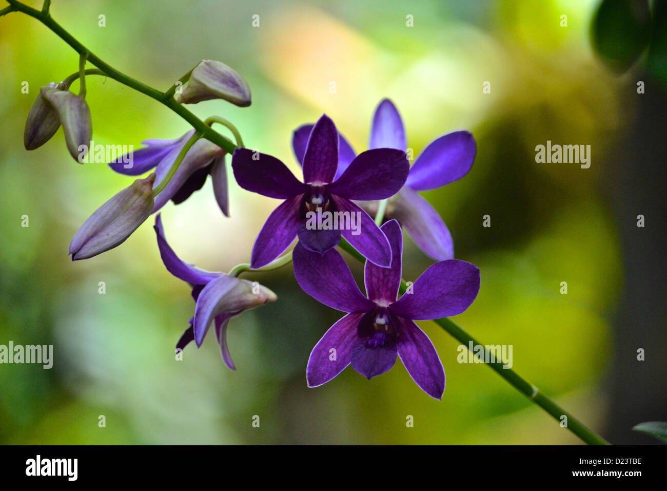 Orchid cluster hi-res stock photography and images - Alamy