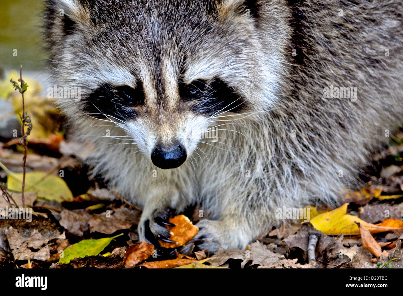 Raccoon eating hi-res stock photography and images - Alamy