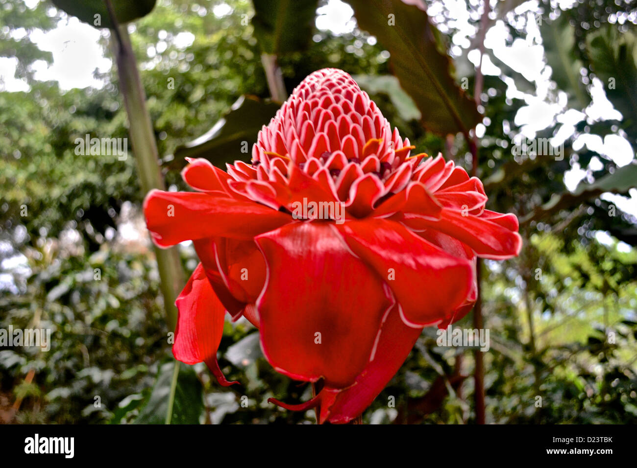 Red Torch Ginger Flower Stock Photo - Alamy
