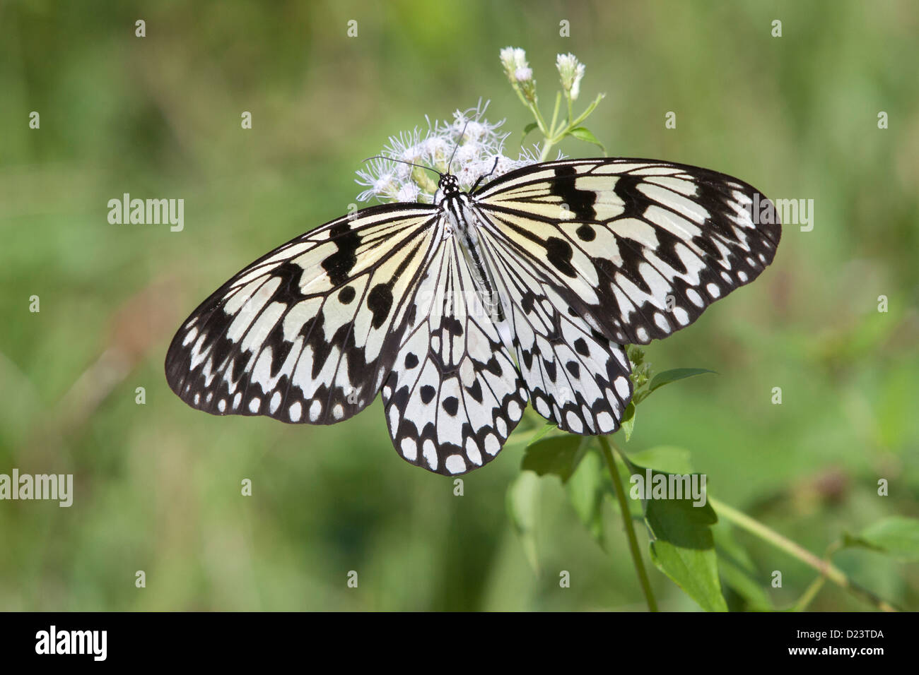 Most Beautiful Butterfly In The Philippines