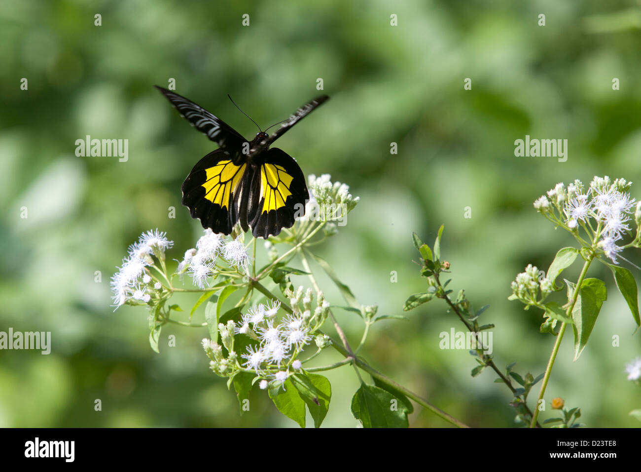 Troides rhadamanthus,birdwing butterfly,Philippines Stock Photo - Alamy