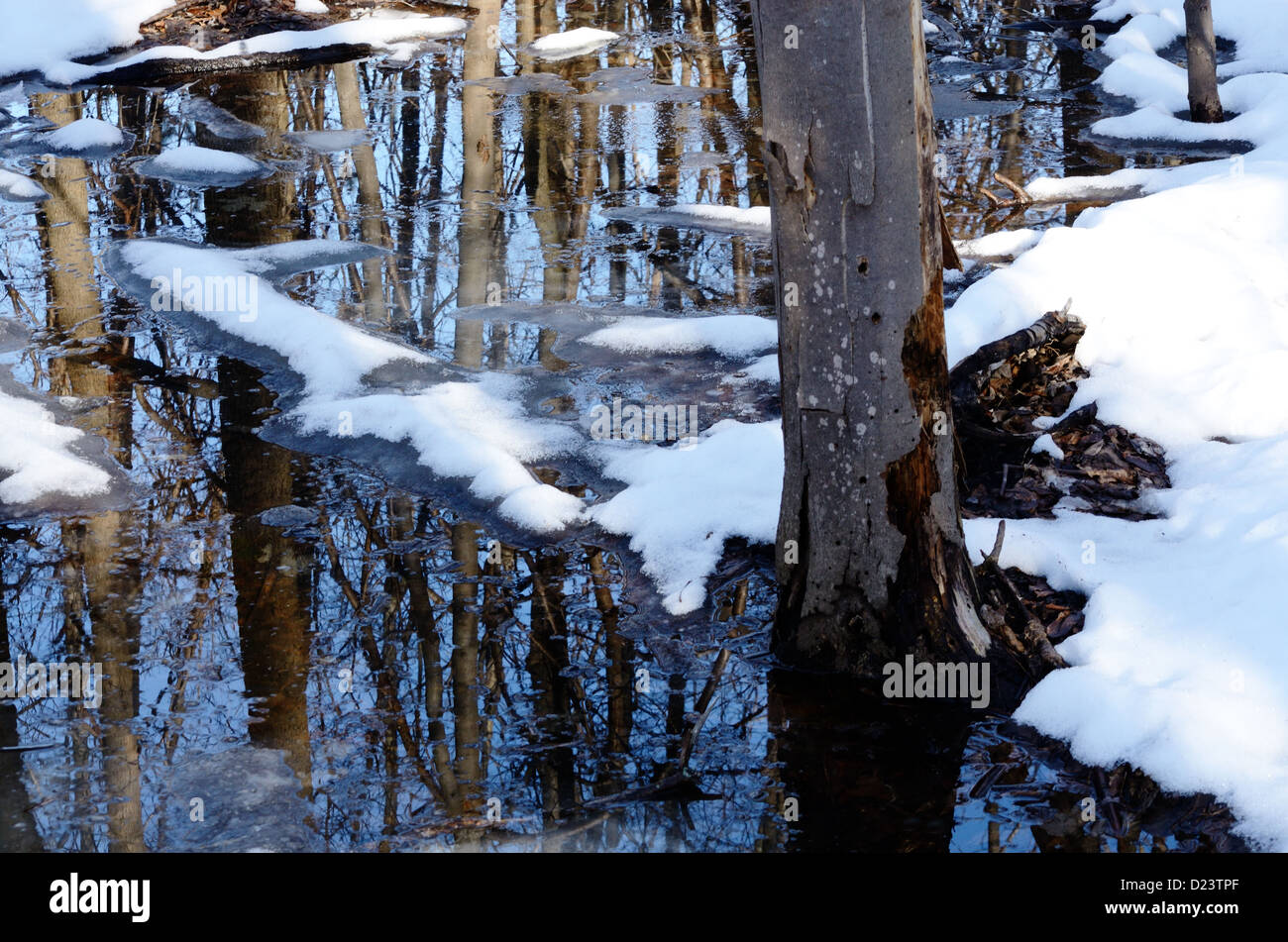 Forest ground cover in winter wetlands Stock Photo - Alamy