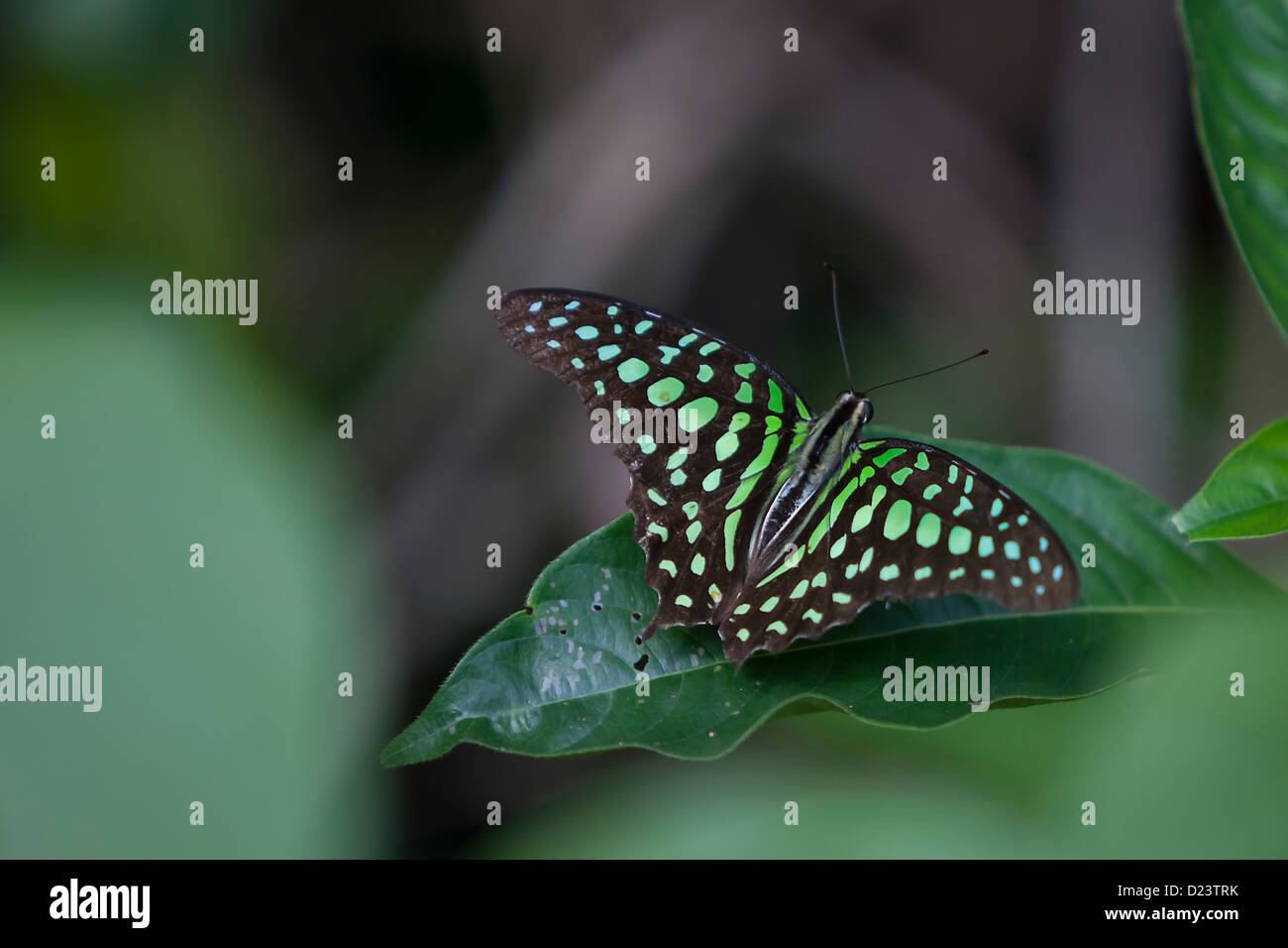 Graphium Agamemnon butterfly, tailed Jay,Green spotted triangle, Luzon ...