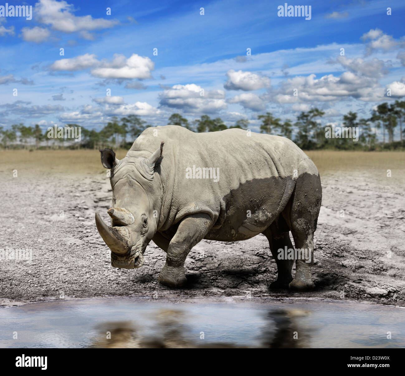 White Rhino By The Water Stock Photo - Alamy