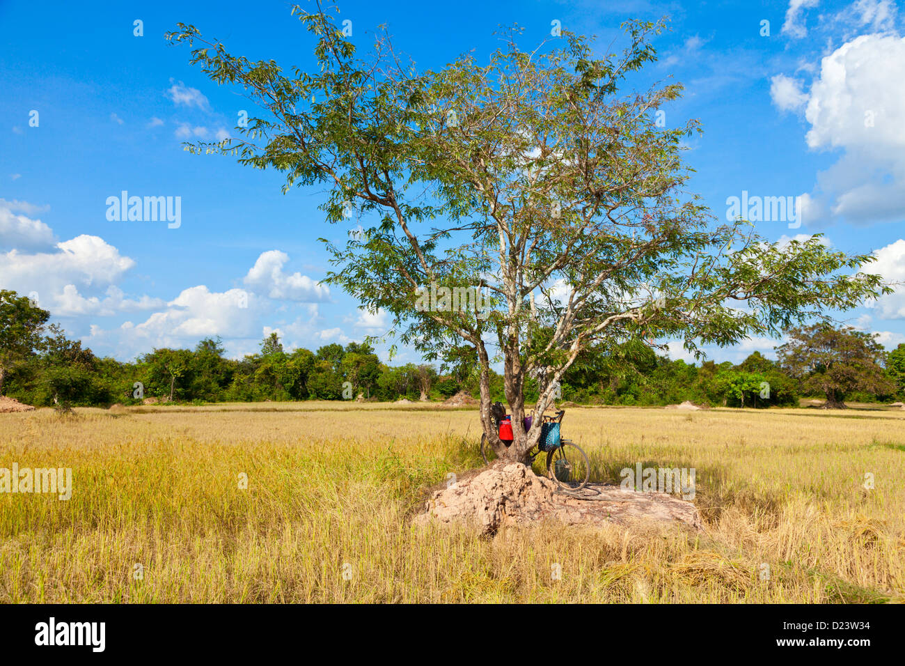 Tree in the rice field Stock Photo - Alamy