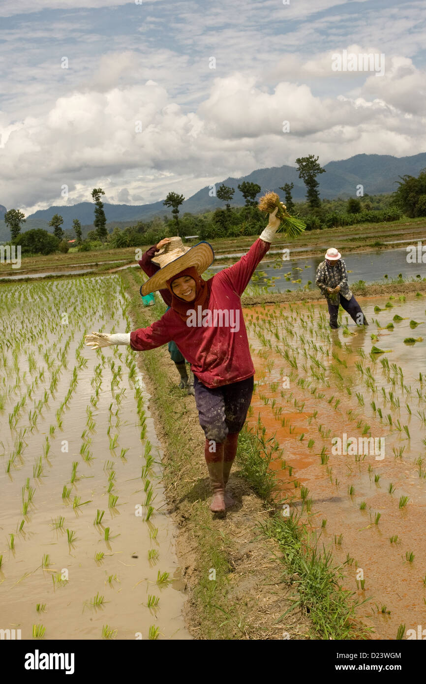 woman working in the rice field, in Chiang Mai, north Thailand Stock ...