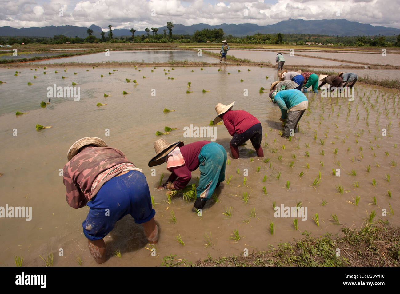 woman working in the rice field, in Chiang Mai, north Thailand Stock ...