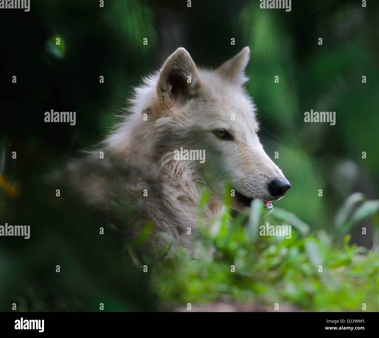 A captive lone and shy wolf blending with its surroundings Stock Photo ...