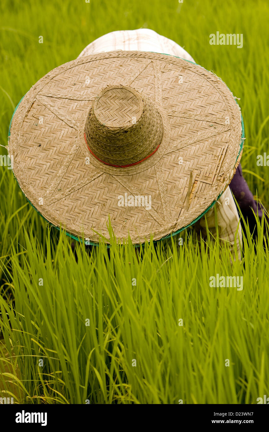 woman working in the rice field, in Chiang Mai, north Thailand Stock ...