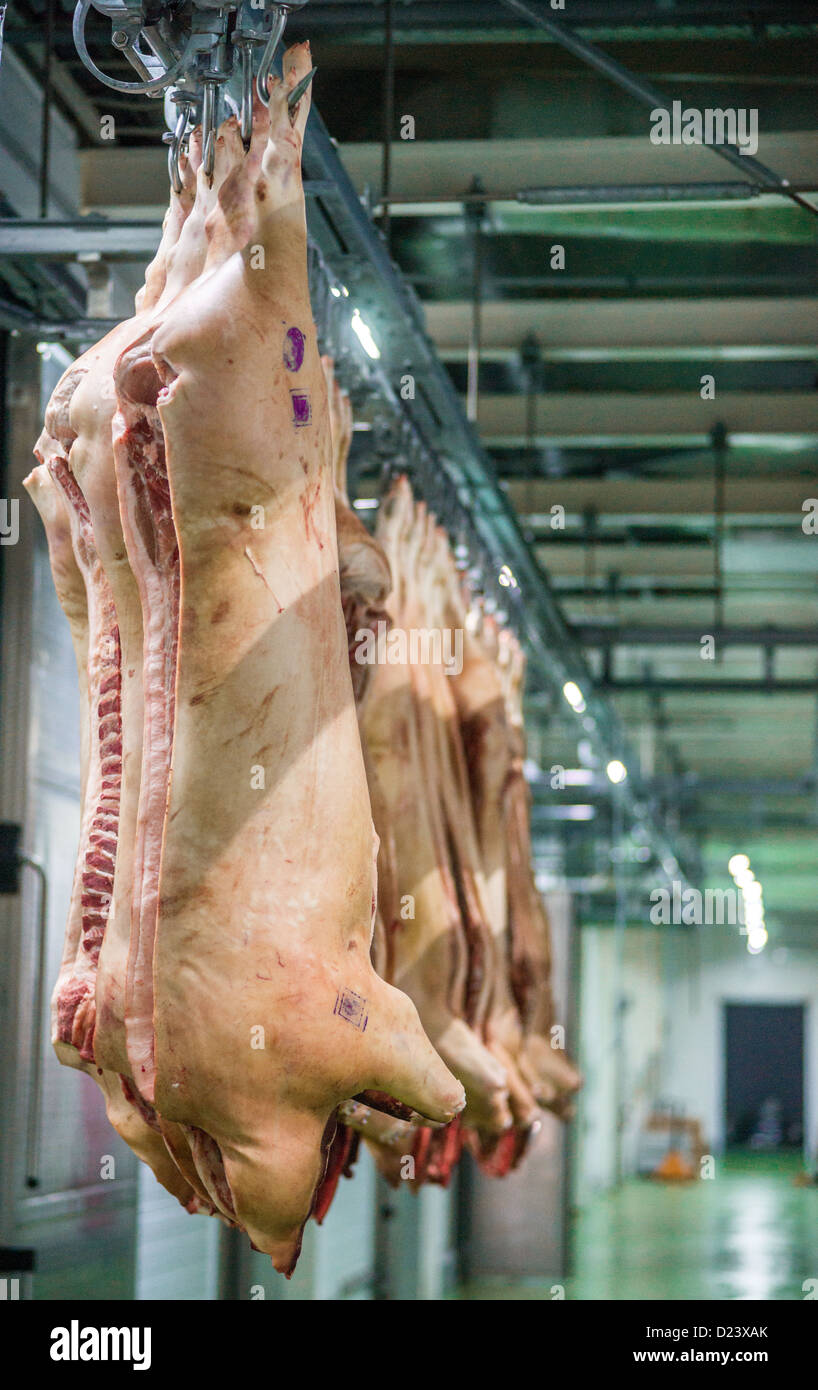 Pig processing in slaughterhouse hi-res stock photography and images ...