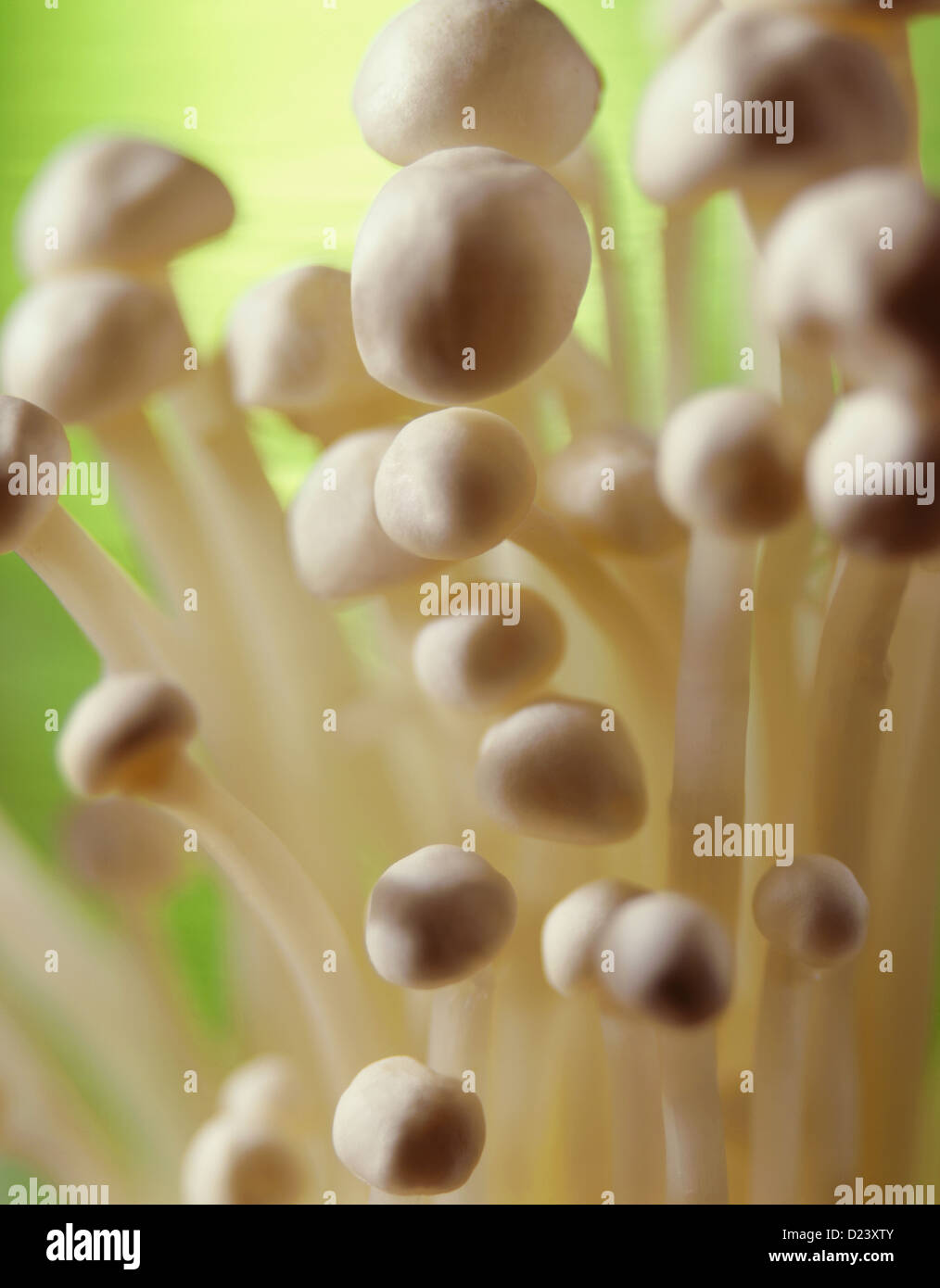 Japanese close up hi-res stock photography and images - Alamy