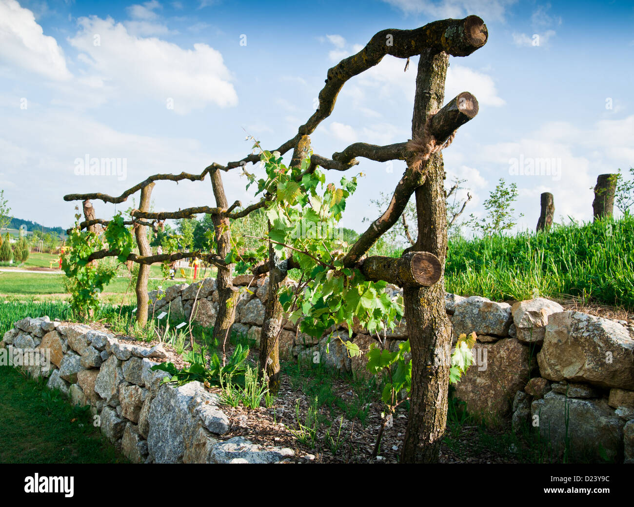 Wooden Grapevine Trellis on terrace of stones Stock Photo - Alamy