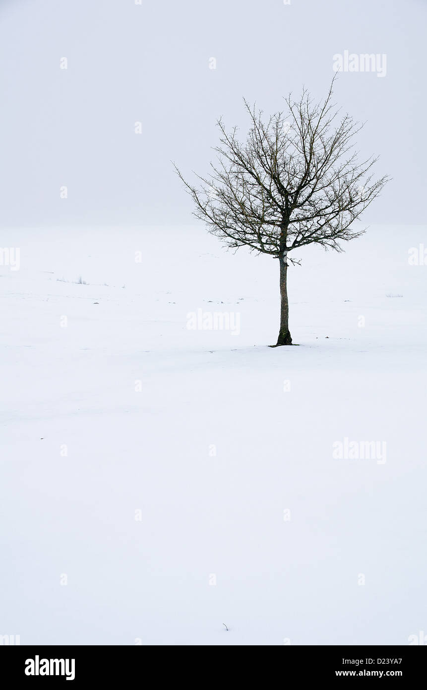 Lone white tree hi-res stock photography and images - Alamy