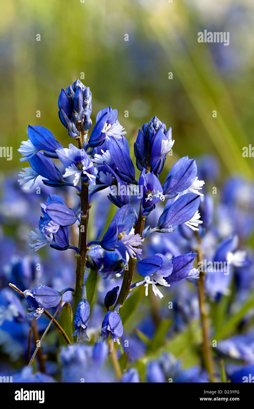 common milkwort Polygala vulgaris Stock Photo - Alamy