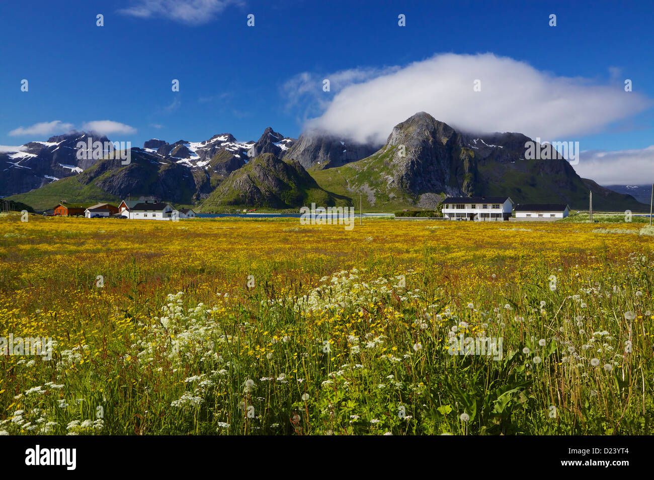 Scenic view of mountains and flowering fields on Lofoten islands in ...